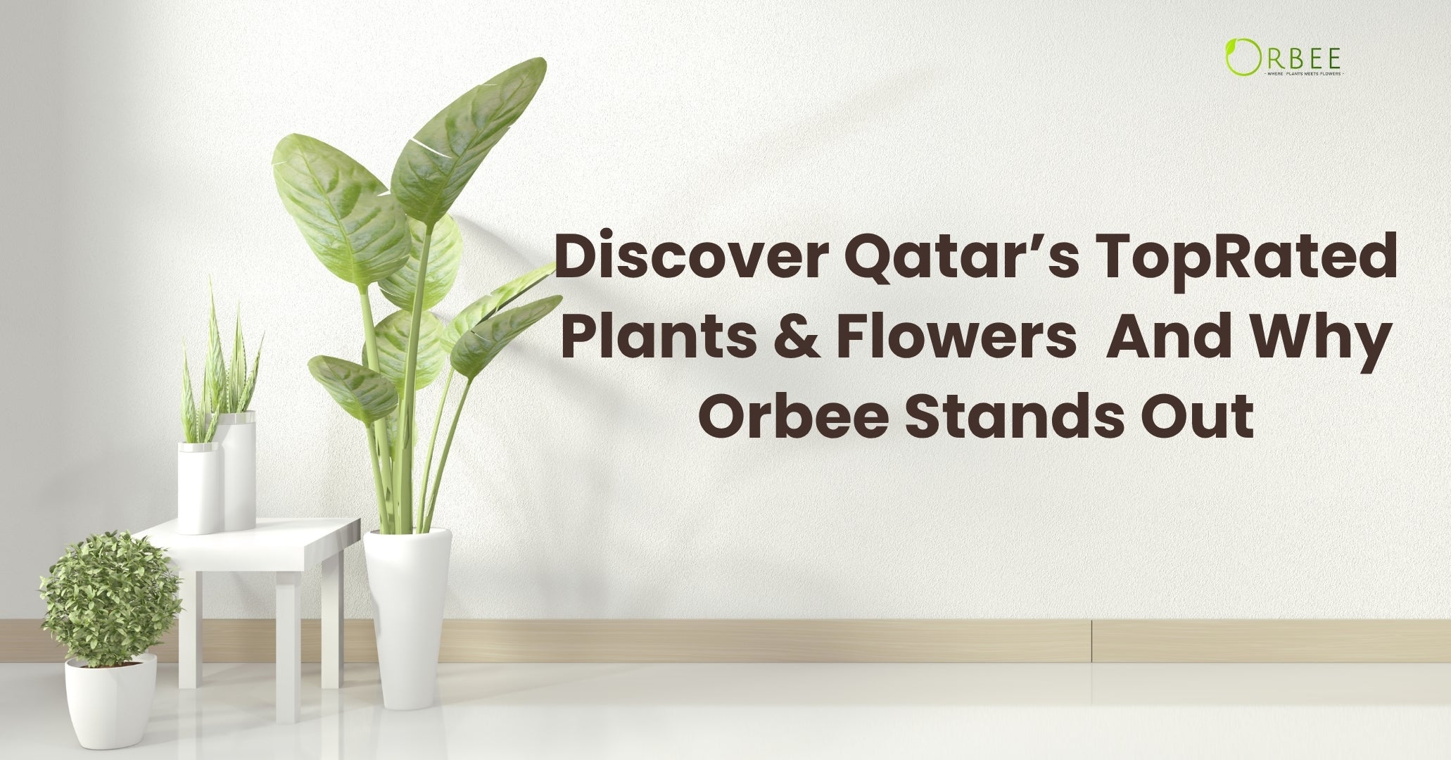 Top Rated Plants and Flowers in Qatar – Why Orbee is the Go-To Choice ...