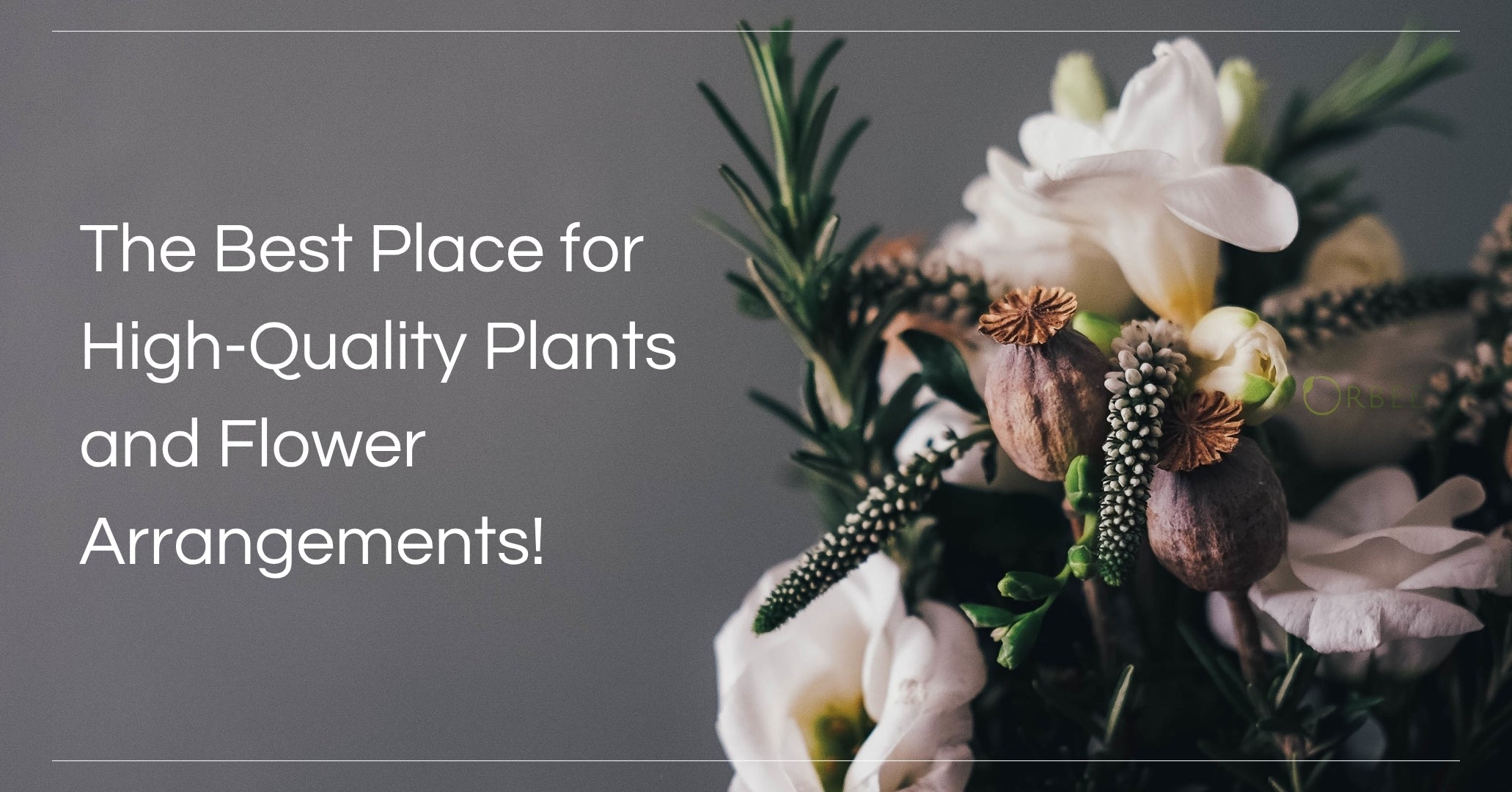 Orbee Qatar: The Best Place for High-Quality Plants and Flower Arrange ...