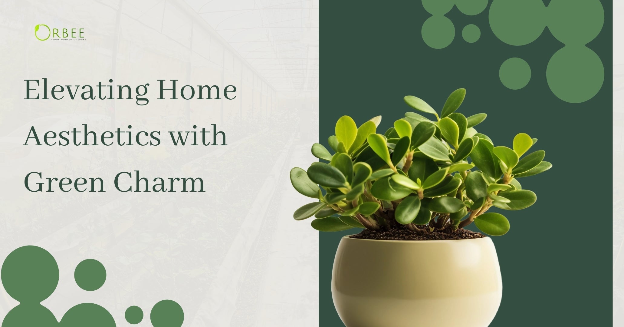 Orbee Plants and Flowers: Greening Qatar Homes with Stylish Poise ...