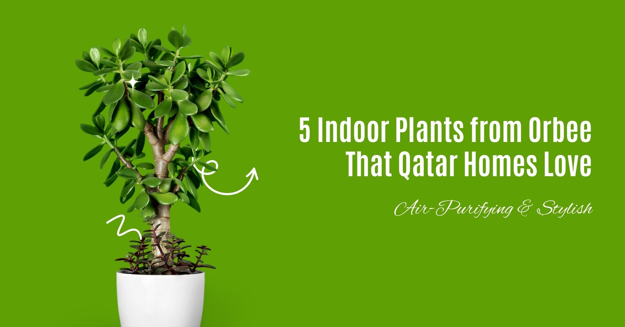 Air-Purifying & Stylish: 5 Indoor Plants from Orbee That Qatar Homes L ...