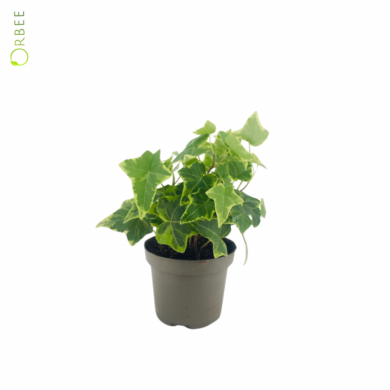 Buy Indoor Plants in Doha | Imported Plants in Qatar | Orbee – orbeeflowers