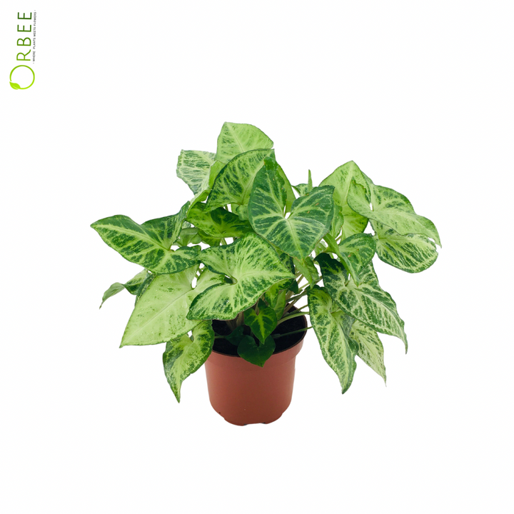 Buy Indoor Plants in Doha | Imported Plants in Qatar | Orbee – orbeeflowers